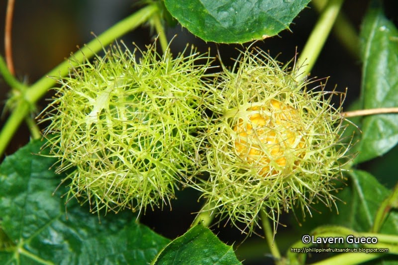 Dulce Kumot ~ Philippine Fruits and Nuts