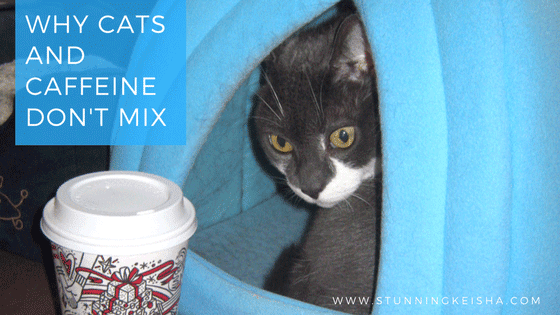 Why Cats and Caffeine Don't Mix | Stunning Keisha