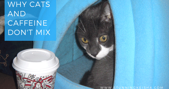 Why Cats and Caffeine Don't Mix | Stunning Keisha
