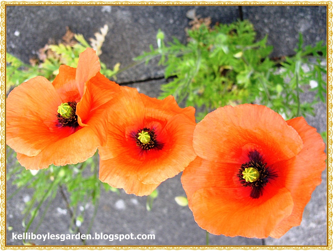 Kelli's Northern Ireland Garden: Poppy Show