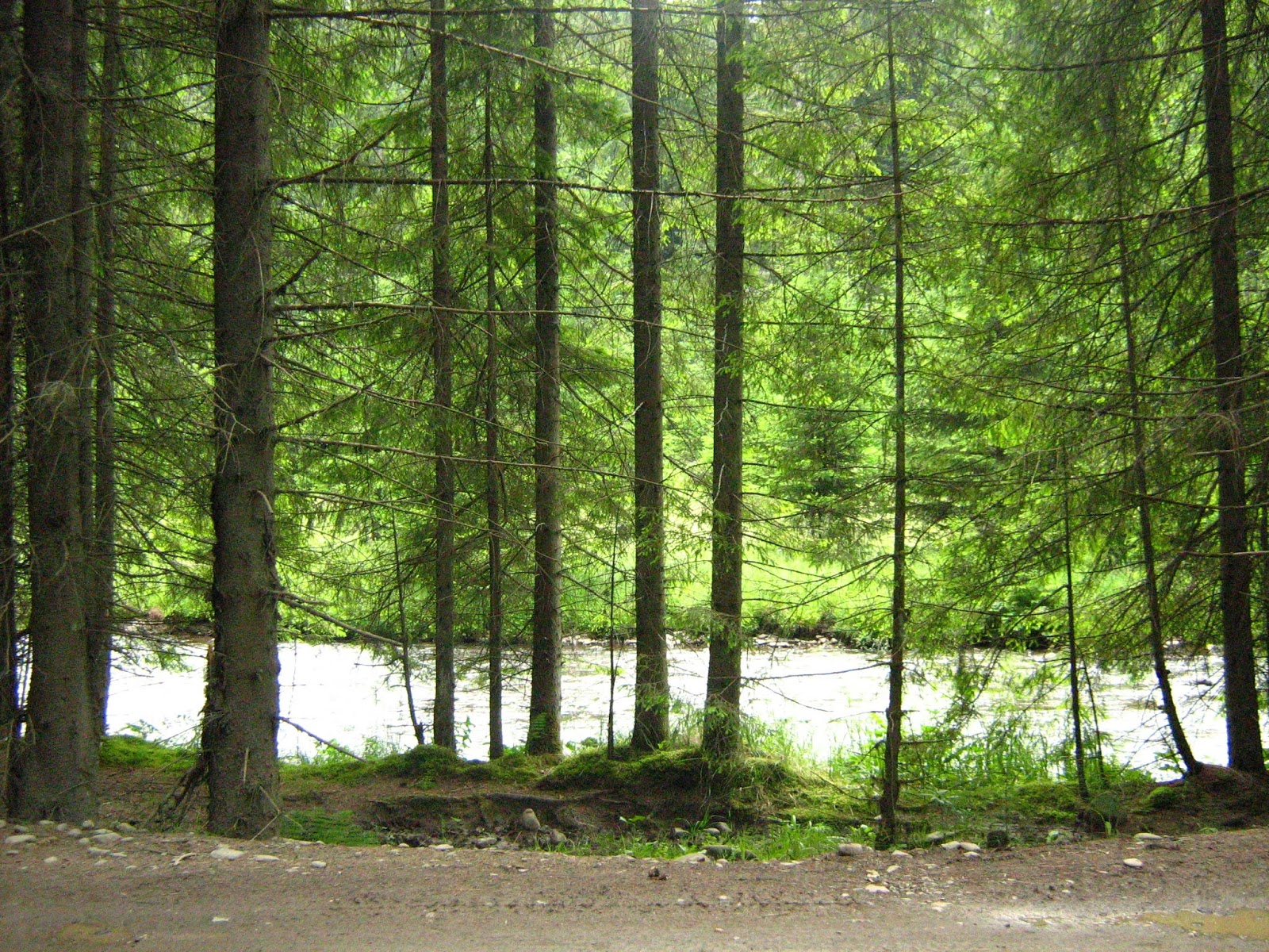 Pomi fructiferi si Arbusti - Material saditor: Plante dendrologice ...