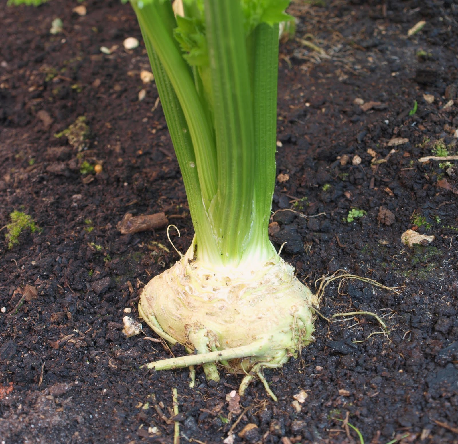 Mark's Veg Plot: Celeriac - Slow Food par excellence