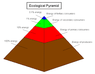 Worlds Biosphere!!!!!.: The trophic levels & the food chain.!!