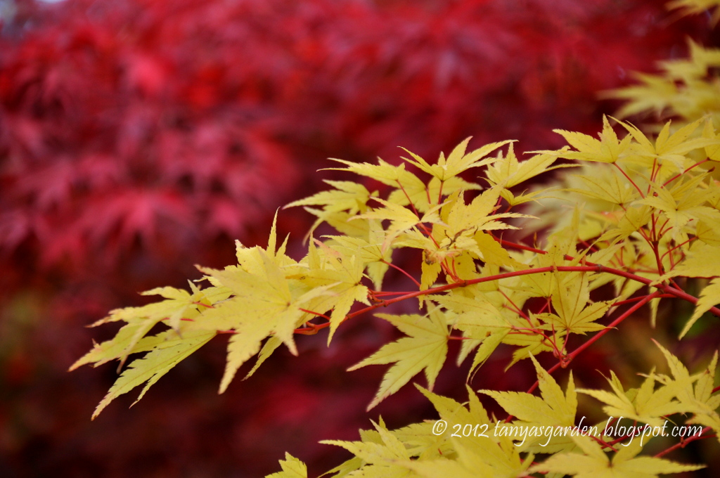 MySecretGarden: Japanese Maples (And Others) in Yang's Garden. Part 1