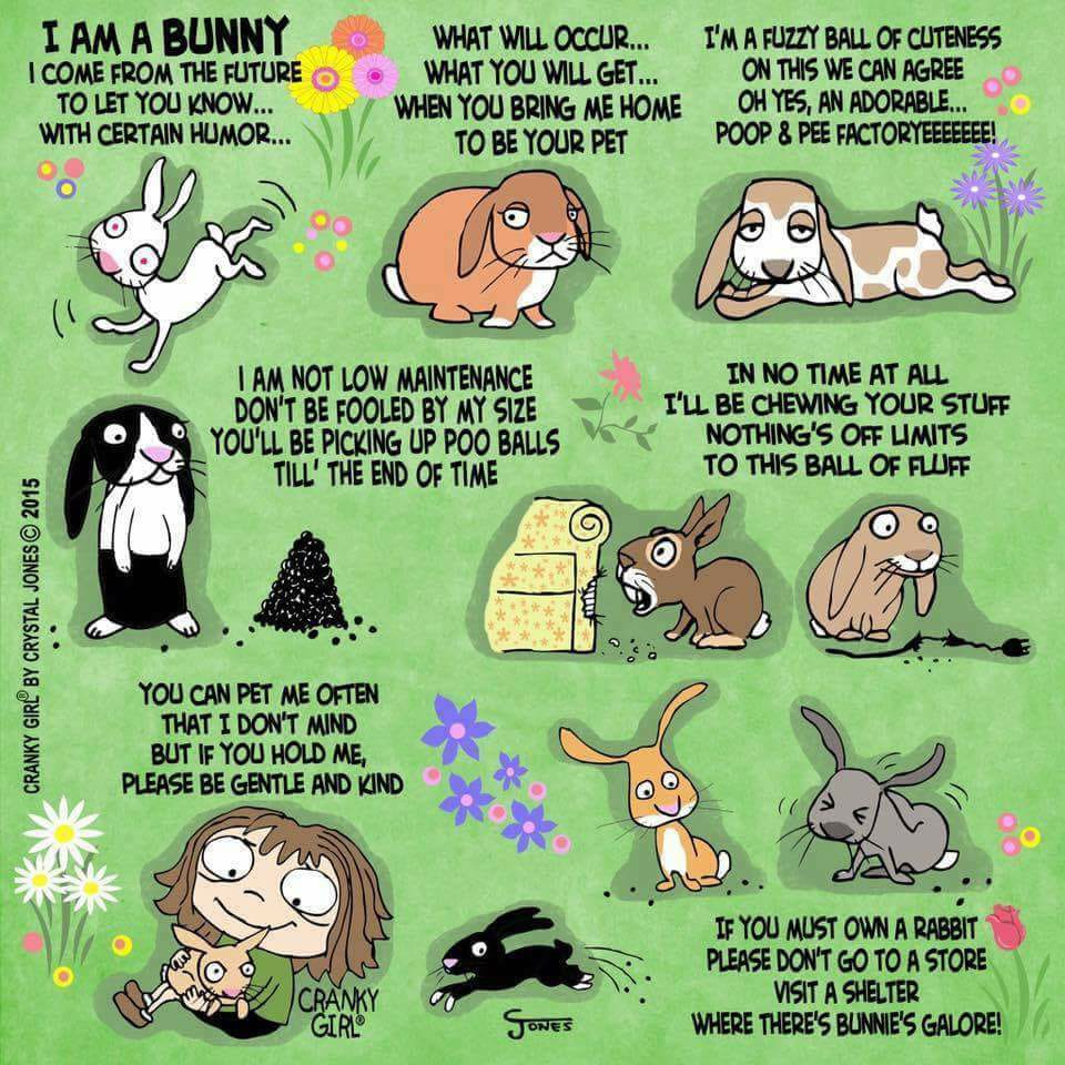 Rabbit Ramblings: Funny Bunny Monday Meme*day