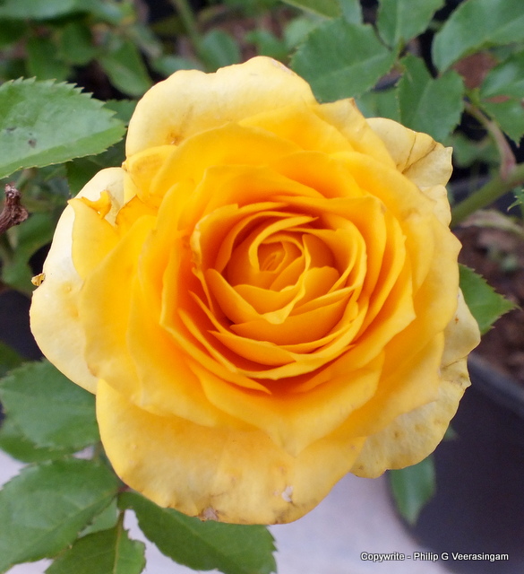 Images of Sri Lanka on blogspot.com: Roses, Waters Edge, Colombo, Sri ...