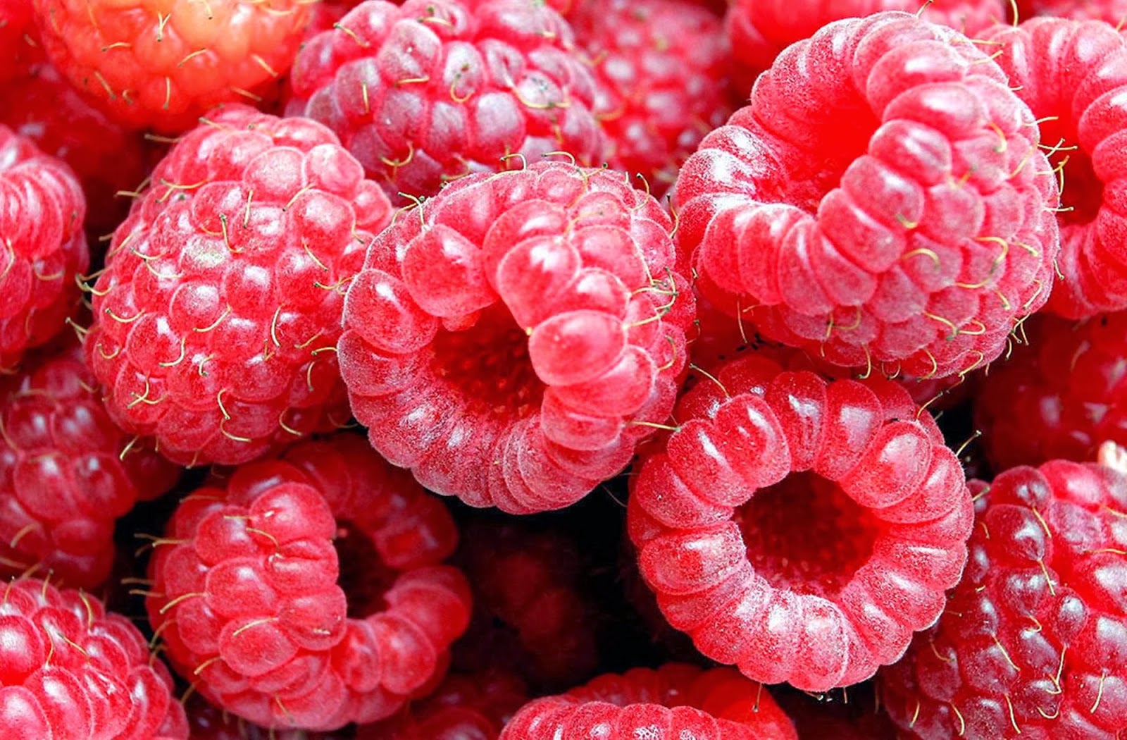 Blog do Edu Ambiental: Framboesa