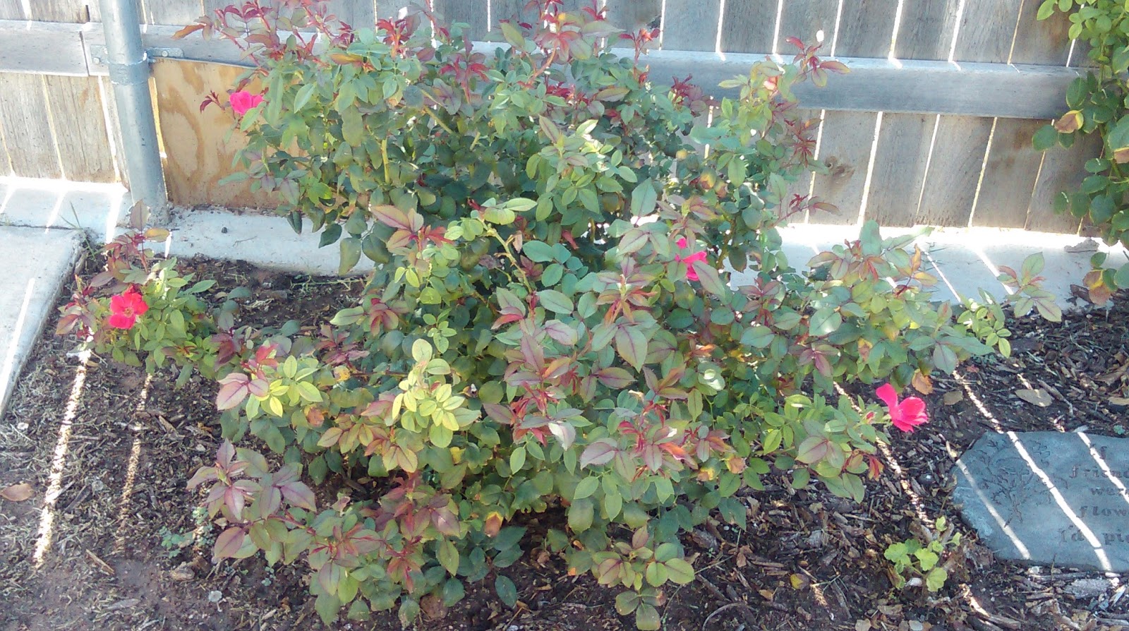 Earth-Kind Roses: An Introduction