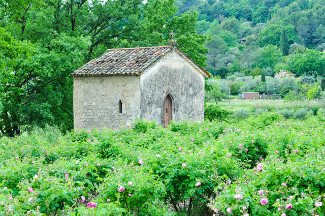 Handpicking the Rose Centifolia in Grasse, France – Emily Jane Johnston