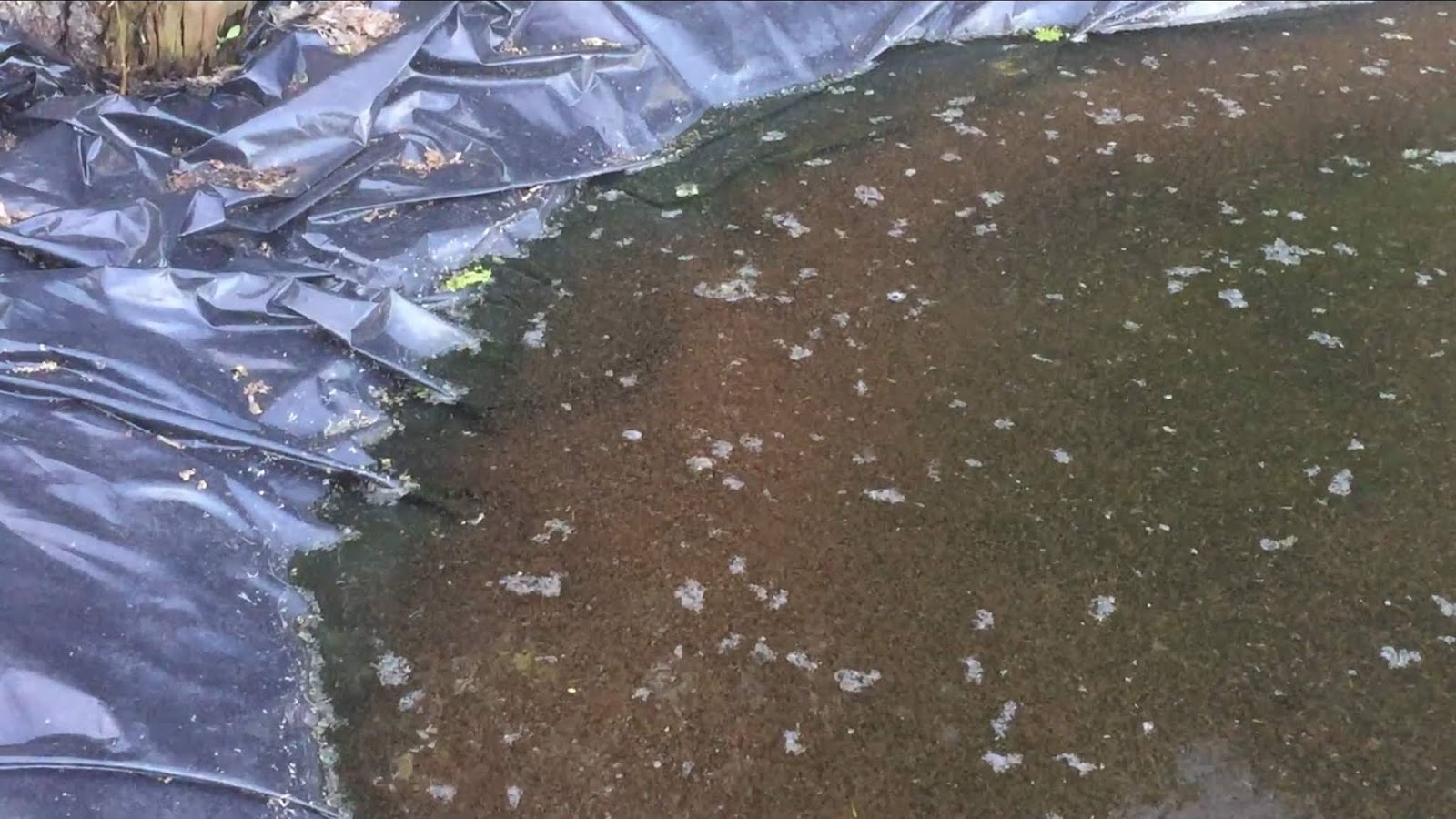 Hatchling update – Byer Koi Farm