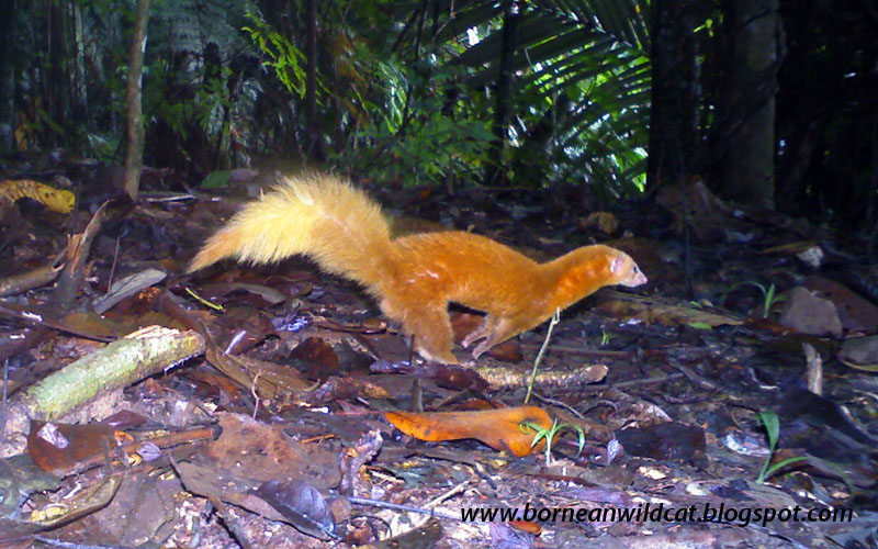 CAREKAN "CAREUH KUJANG": Malayan Weasel