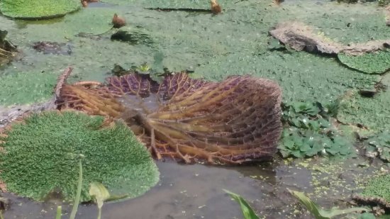 WILDLIFE SANCTUARIES OF ASSAM