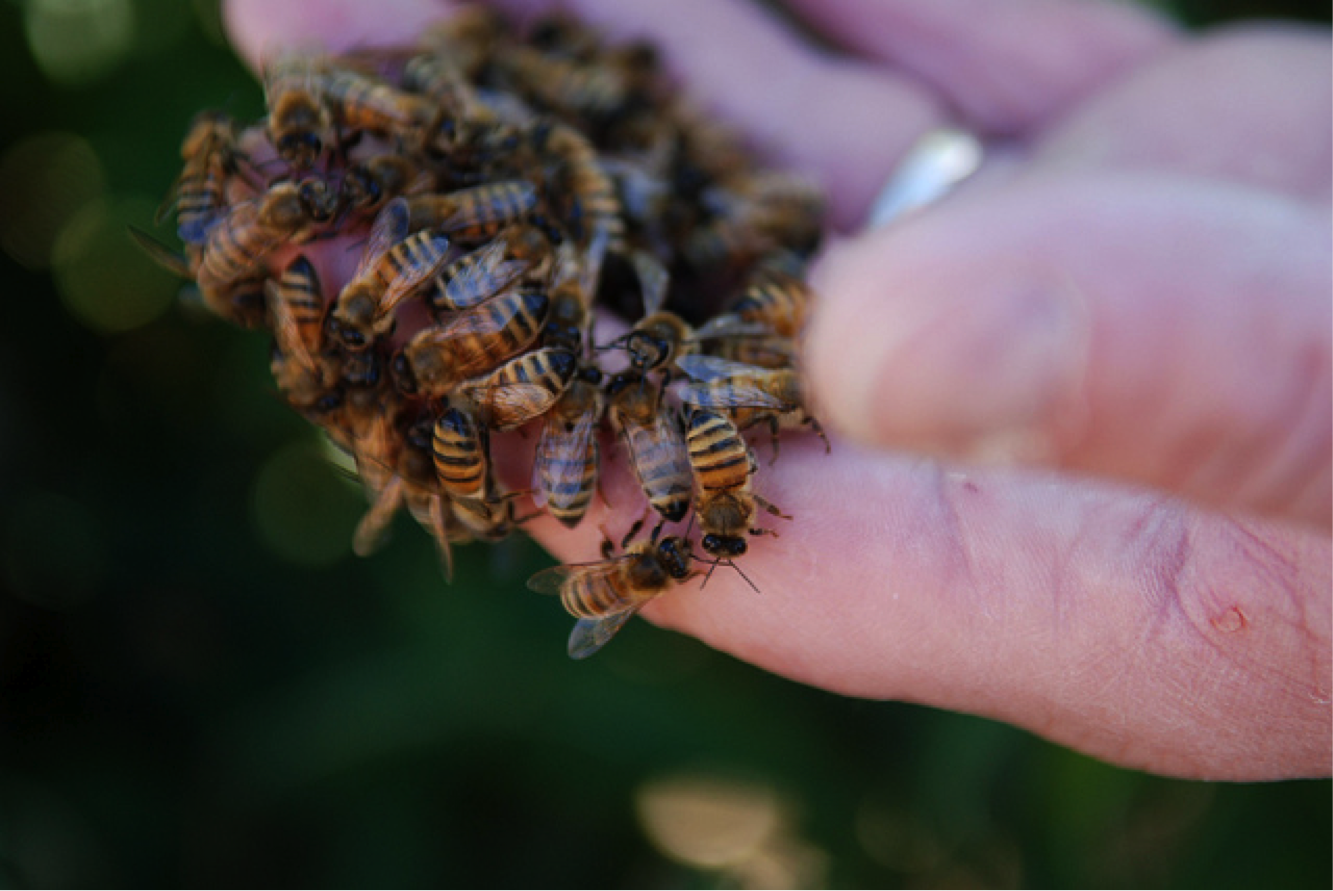 DC Honeybees: Honeybee Swarms! VIDEO