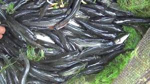 Kumpulan Ikan Tawar Cilacap: Khasiat Ikan Gabus