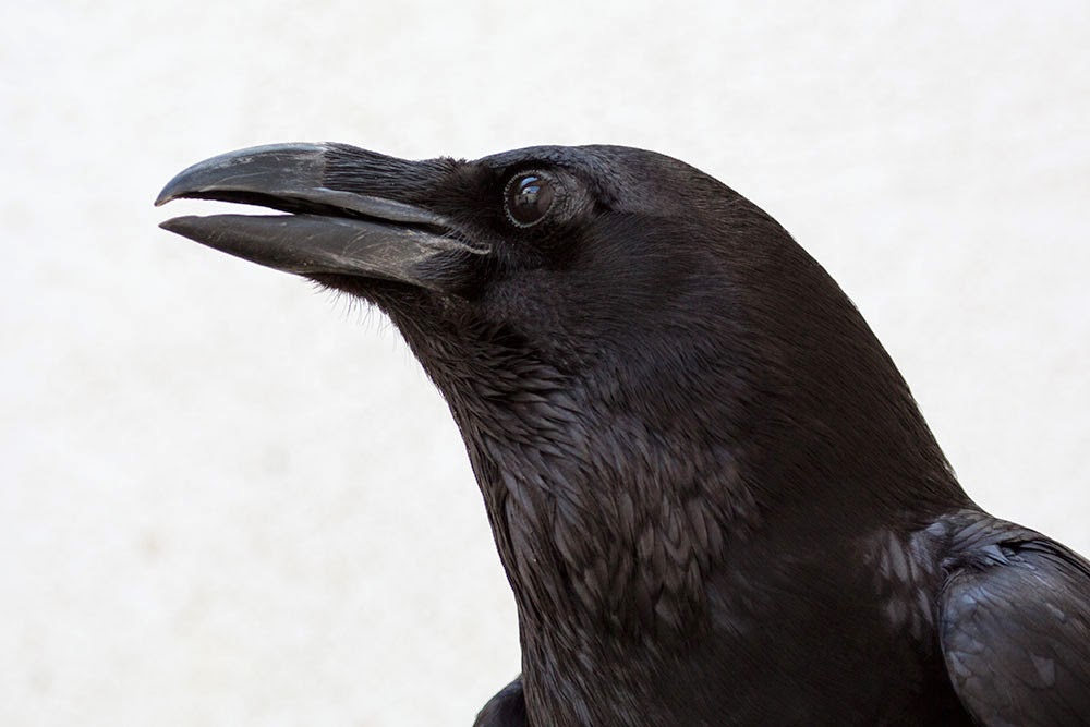 Espécie do mês de Março: Corvo