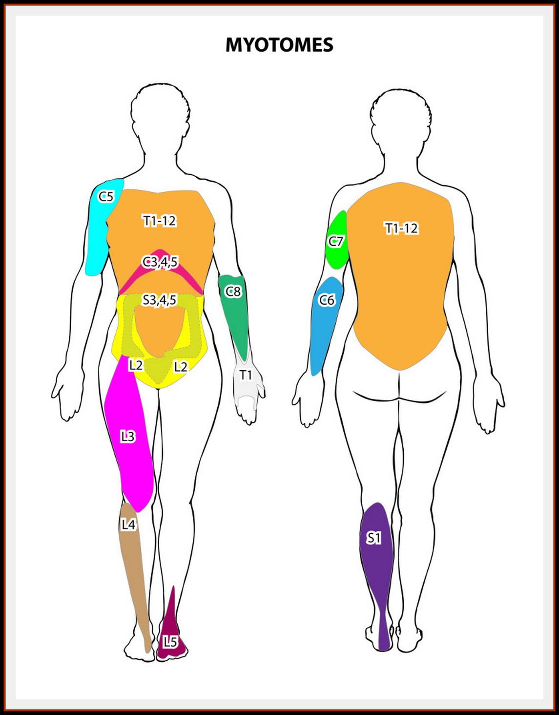 truthlady3: Dermatomes Dermal Segmentation
