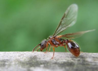 Bestiaria Latina: Latin Via Fables: Fabula Facilis: Formica Alata