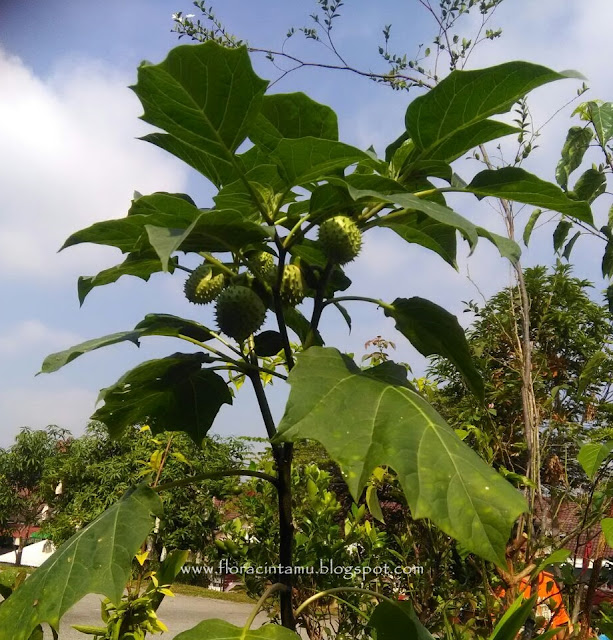 Flora Cintamu: Kecubung..