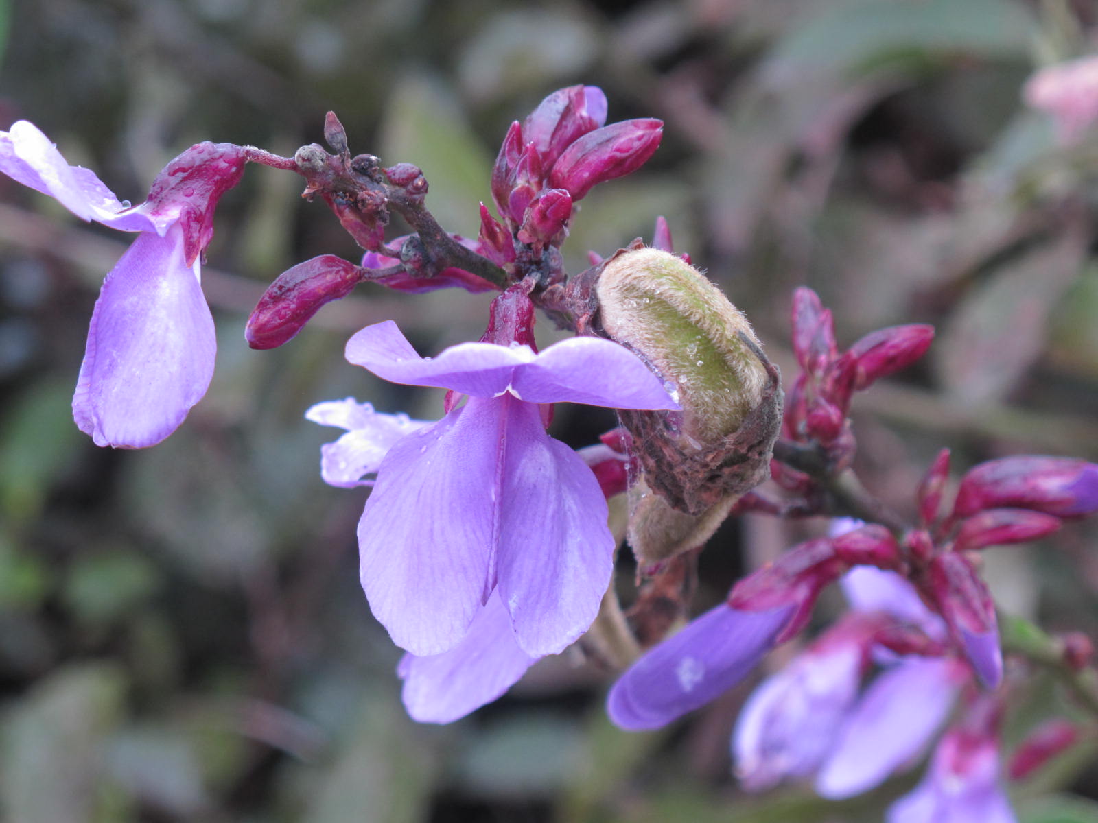 Fabaceae - Leguminosae no Brasil: Fabaceae - Dioclea burkartii R.H. Maxwell