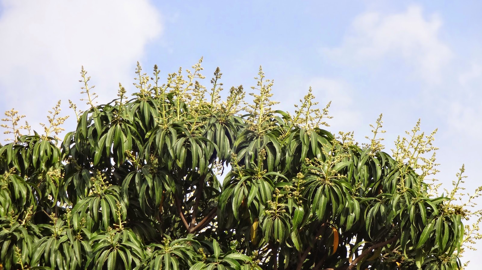 Plants of Lahore - Pakistan: Mango tree- Aam- Mangifera indica