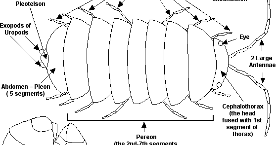 Mr. Everett's Biology Class: Pill Bug Lab Report