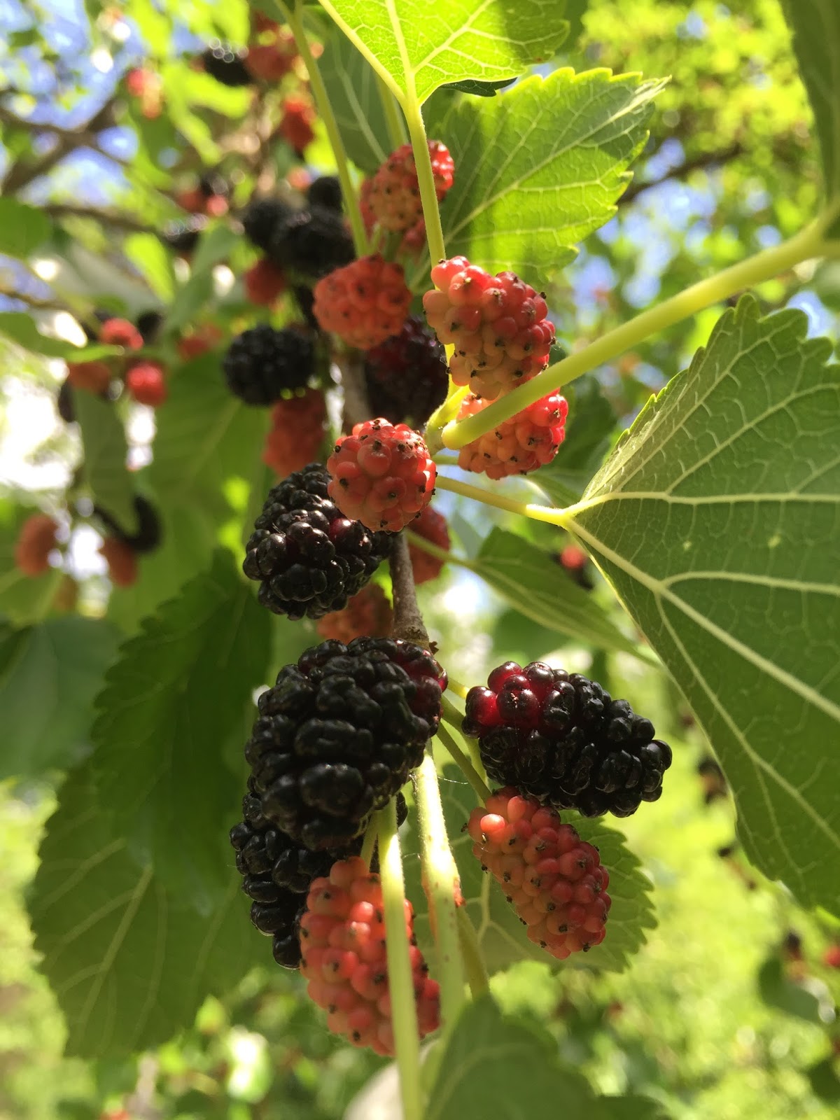The Nature Geek: Try It! Mulberries