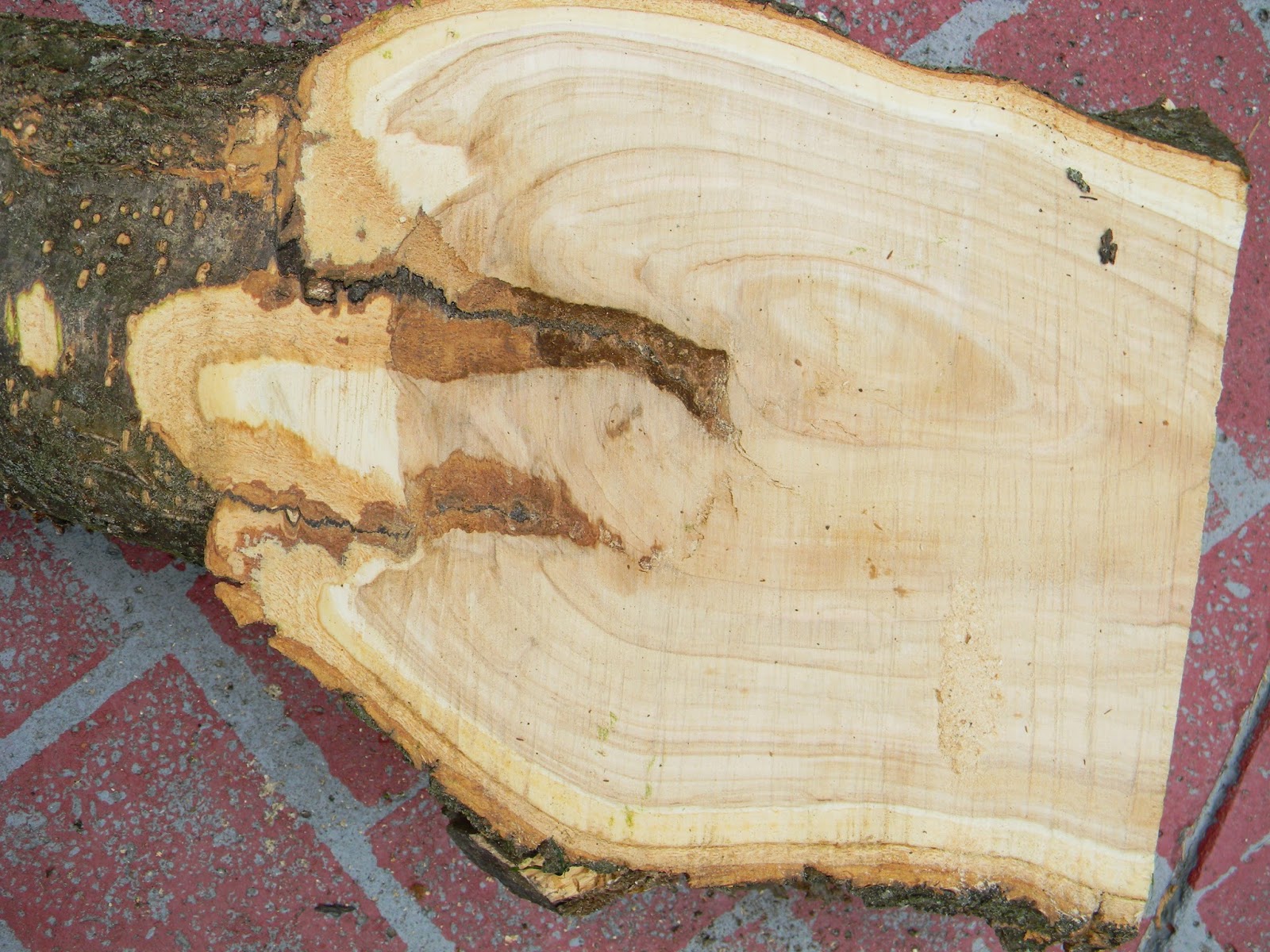 Fringes of His Ways: Trees