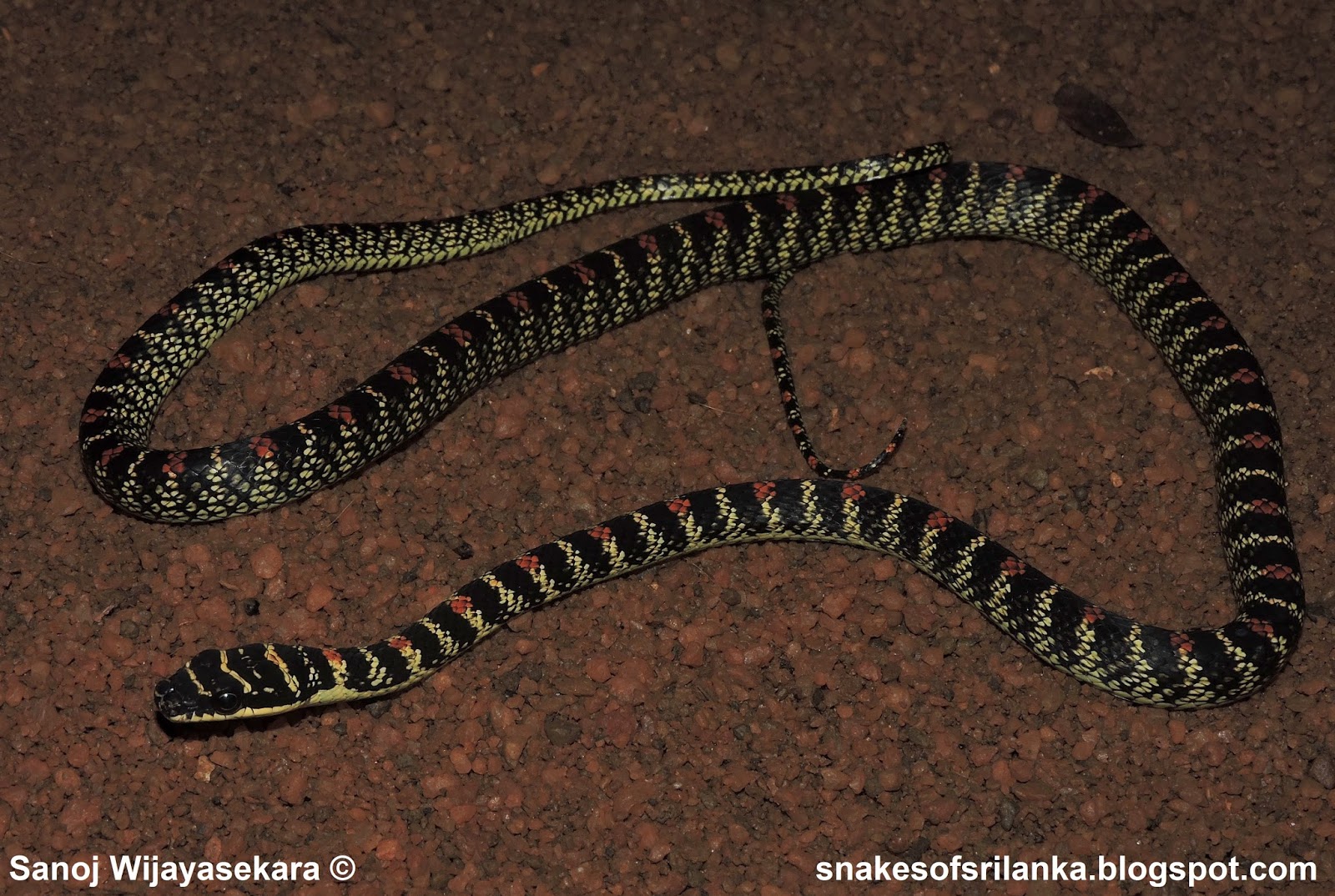 Ornate Flying Snake/මල්සරා (Chrysopelea ornata-Shaw, 1802)