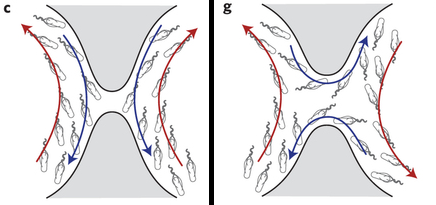 Post-Doc Ergo Propter Hoc: A Living Ising Model: Bacterial Vortex Lattices