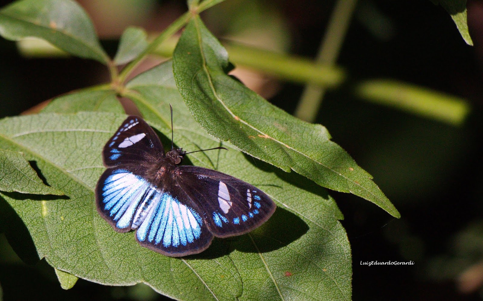 Borboletas e Mariposas: Pythonides jovianus fabricii W.F.Kirby, 1871