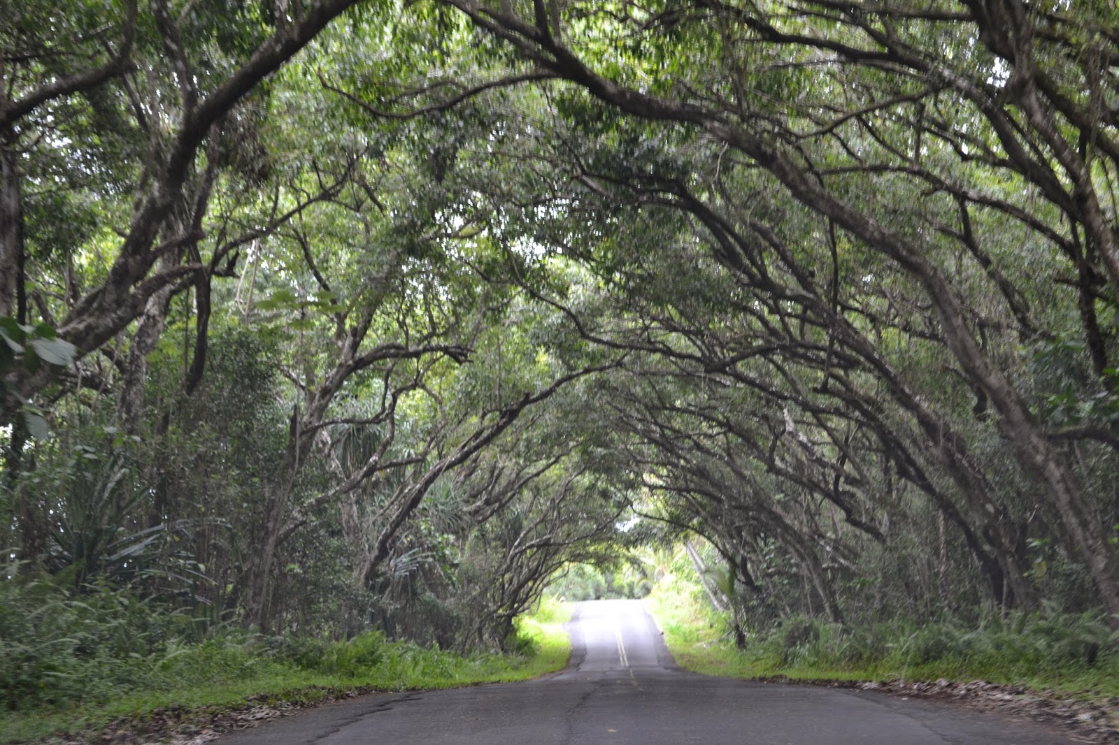 Family Travel Blog : Hawaii Daily Photo: Tree tunnel, Puna district,Big ...