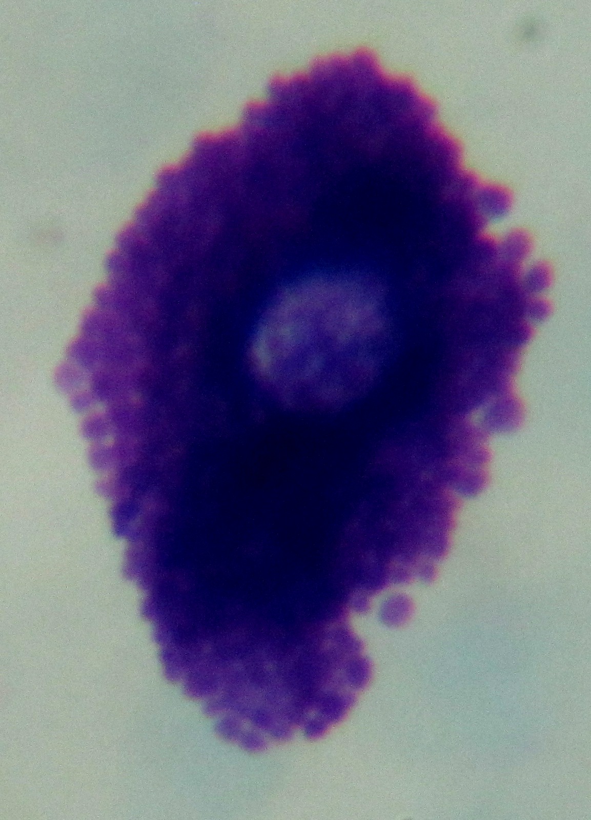 histologia....
