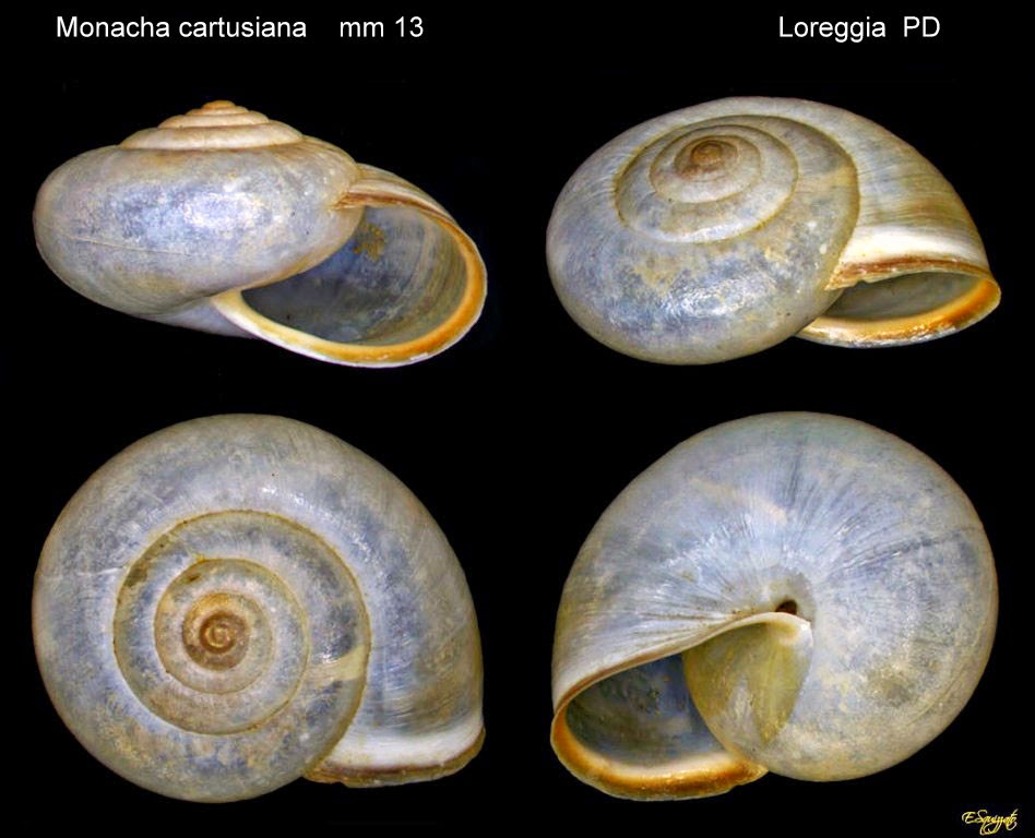 FOTO CONCHIGLIE MEDITERRANEO