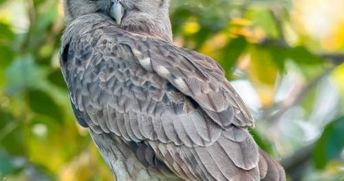 Dusky eagle-owl images | Birds of India | Bird World