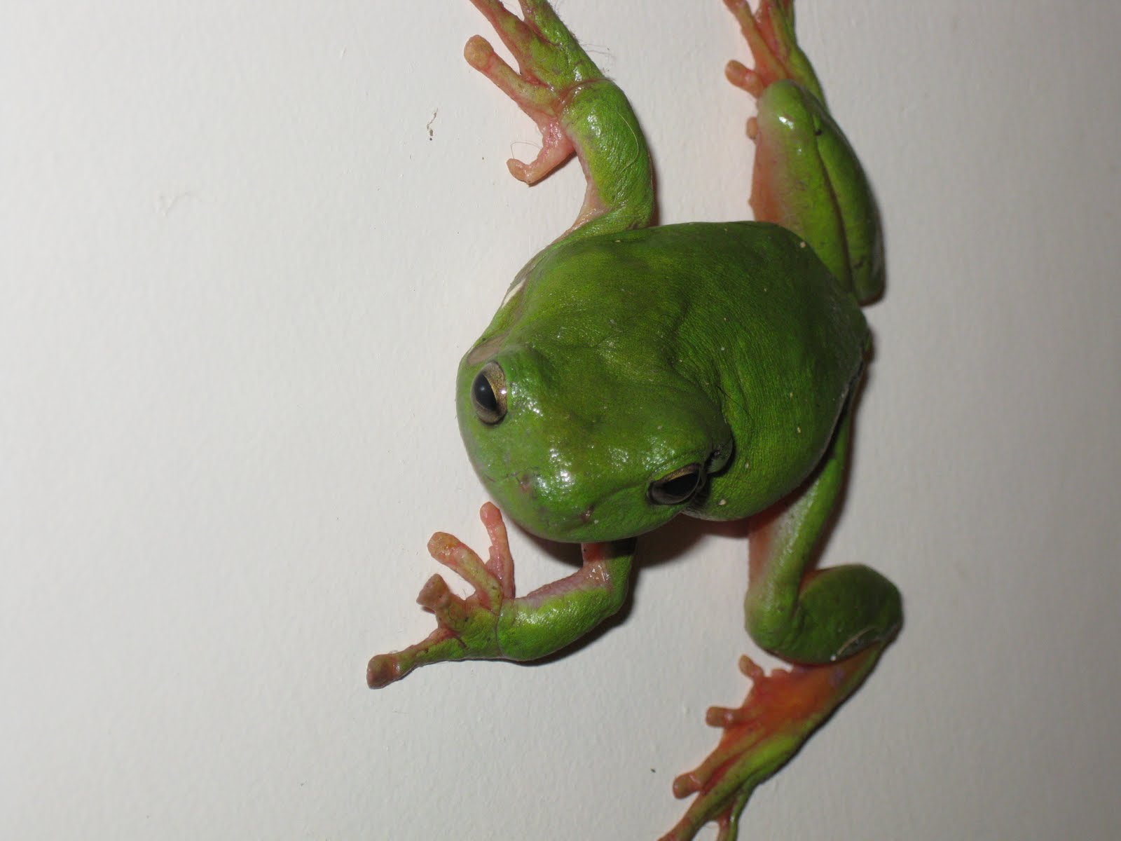 Robin's Double Life: Frogs celebrating the falling of rain
