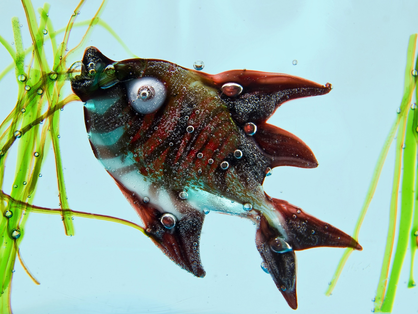 Fotografías de distintas clases de peces raros