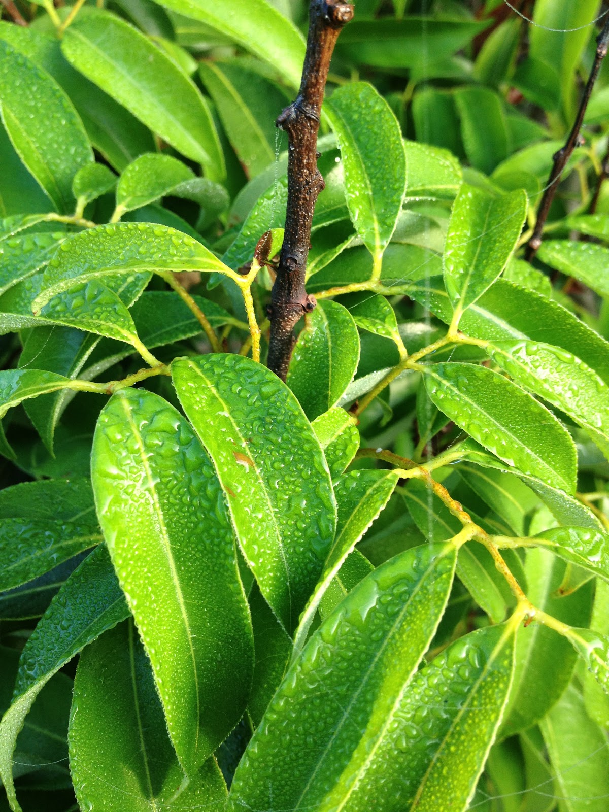 A Real Life Mum: The wonder of Mist