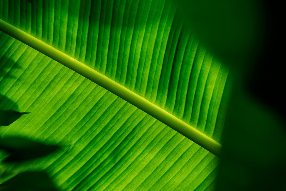 Intro to Media Studies: Blake Marte, Team Impact - Botanical Geometry