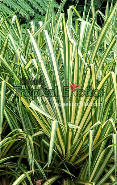 The Tropical Garden Of The RETREAT: Pandanus sanderi