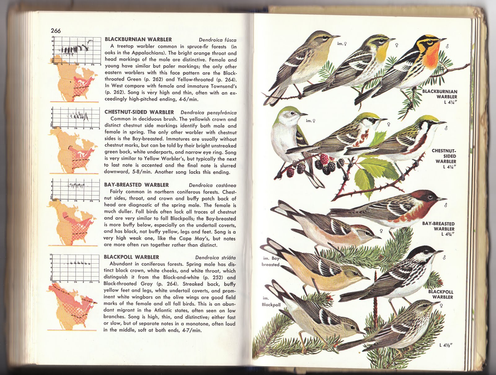 Laura's Birding Blog: A closer look at North American field guides