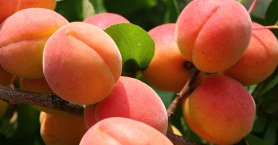 Usos y Beneficios del Albaricoque o Damasco - Contraindicaciones ...