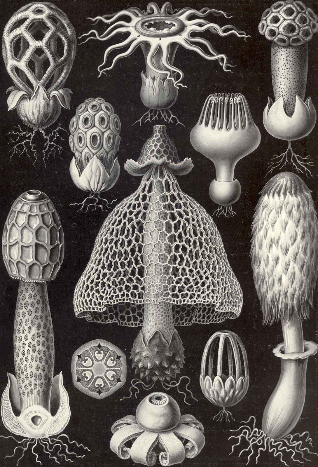 Prints and Principles: 10 “Rules” of Composition (Part 1): Haeckel