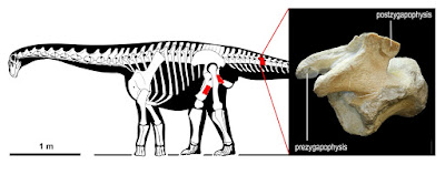 Species New to Science: [Paleontology • 2016] First Sauropod Bones from ...