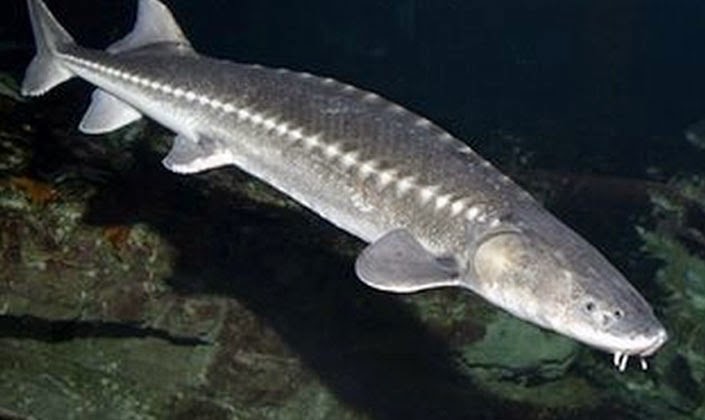 Peces para todos los gustos - Biología