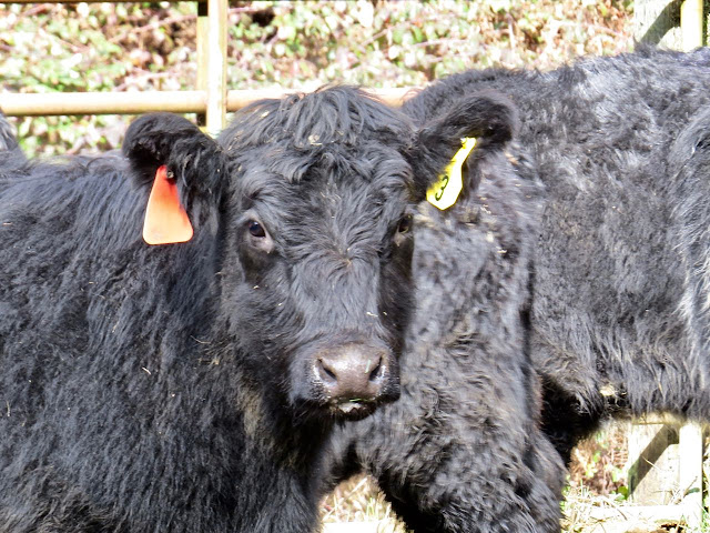 LuAnn Kessi: Weaning Calves...