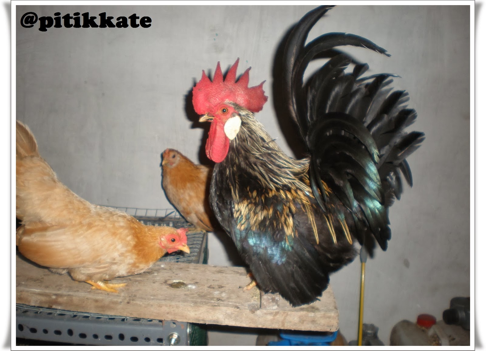 ayam kt: Peluang Usaha Budidaya Ayam Kate