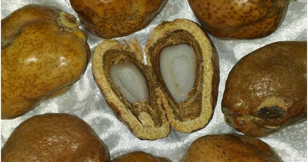 Juragan Buah Zuriat Terbaik di Rawang Malaysia