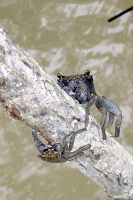 Tapak Ramsar Johor: Flora & Fauna