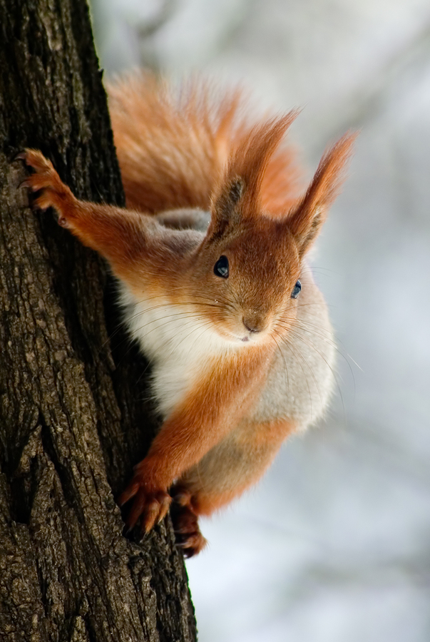 Red Squirrels and Nature: Youtube