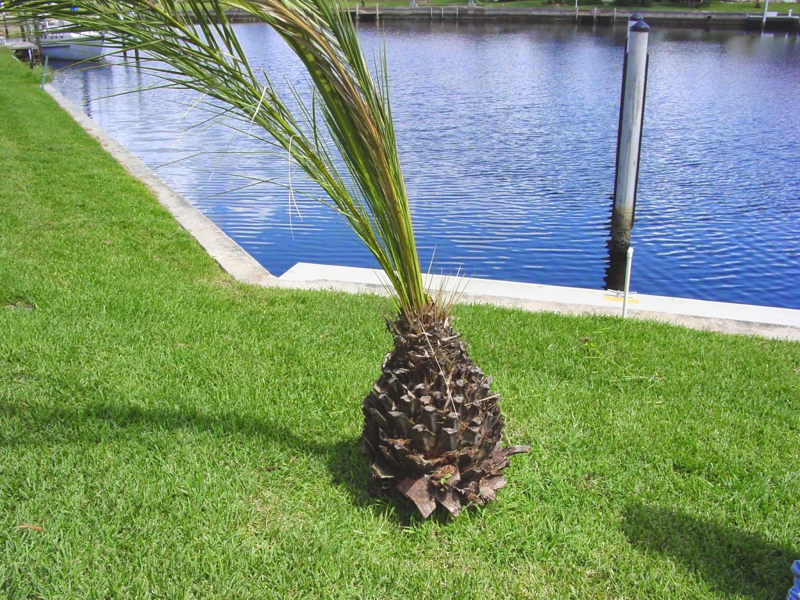 University of Florida/IFAS Charlotte County Extension: Carefully prune ...